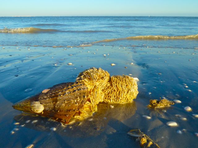 Smiles For Seashells | I Love Shelling