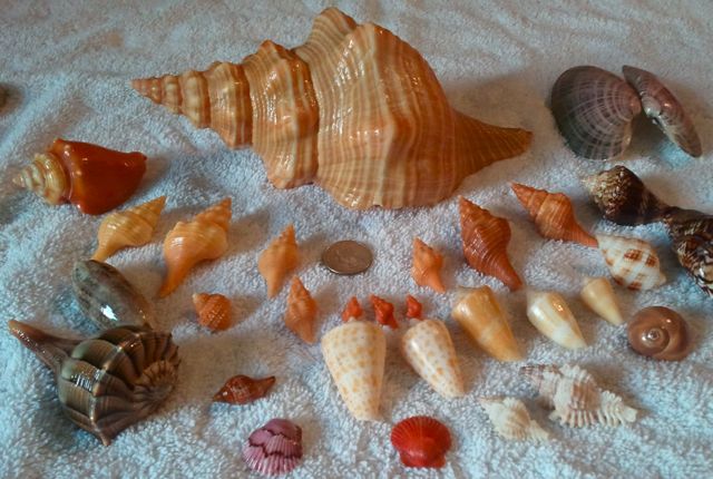 The Elite Three Seashells | I Love Shelling
