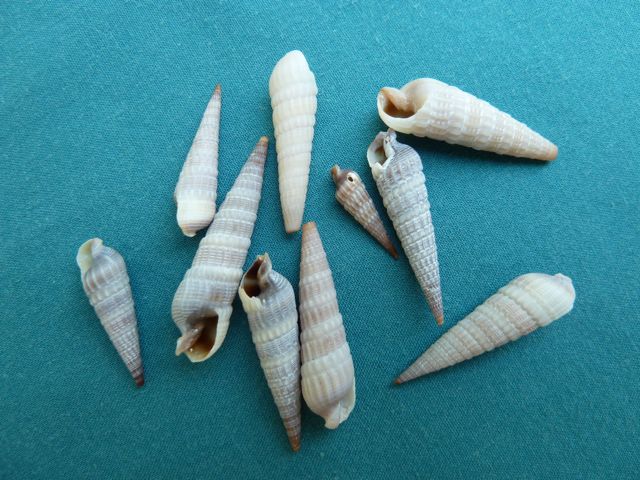 Seashells Open Your Eyes | I Love Shelling