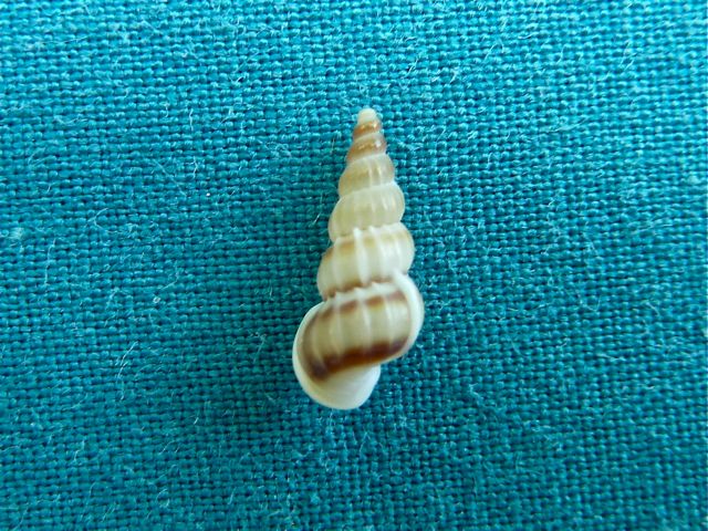 Seashells Open Your Eyes | I Love Shelling