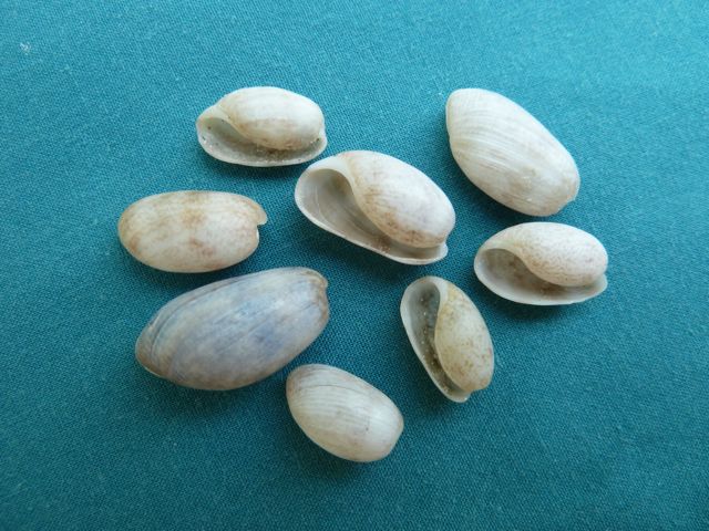 Seashells Open Your Eyes | I Love Shelling