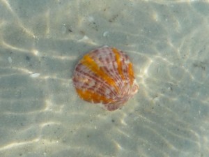 Sanibel Seashells In The Surf | I Love Shelling