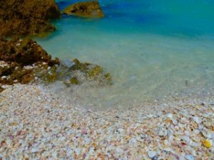 The Sanibel Captiva Shell Report | I Love Shelling