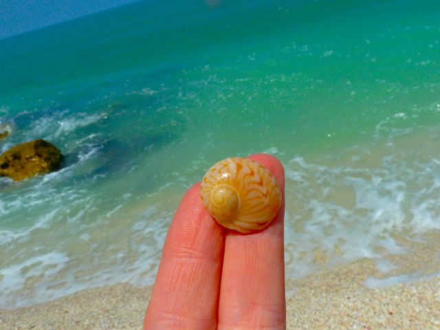 The Sanibel Captiva Shell Report | I Love Shelling
