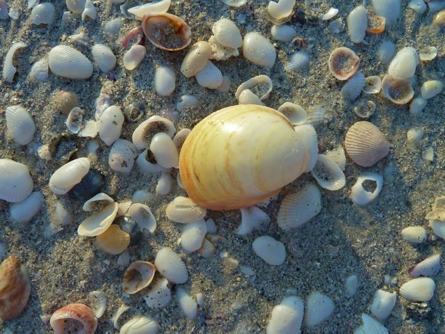Phooners Found at Sanibel Lighthouse | I Love Shelling