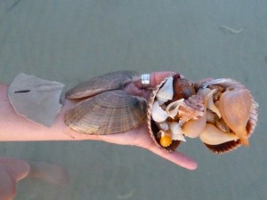 The Sanibel Captiva Shell Report | I Love Shelling
