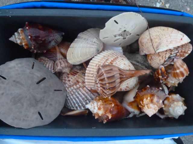 Kristen’s Josh shells | I Love Shelling