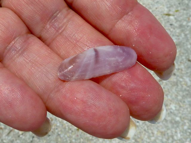 i Love Shelling In A Pink Tutu | I Love Shelling