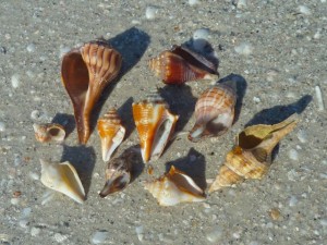Sanibel Seashells In The Surf | I Love Shelling
