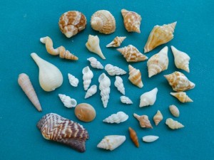 Sanibel Seashells In The Surf | I Love Shelling