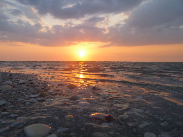 Sanibel sunset shells | I Love Shelling