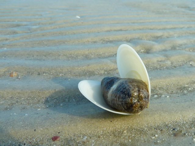 Sanibel Seashells In The Surf | I Love Shelling