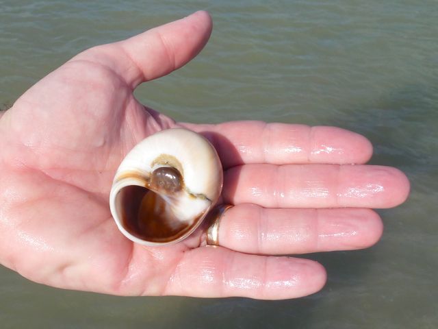 Full Moon Unveils A Moon Shell | I Love Shelling