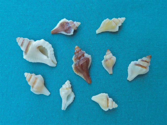 Seashells Open Your Eyes | I Love Shelling