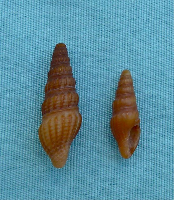 Low Tide Sanibel Skies | I Love Shelling