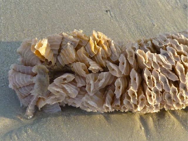 Sanibel Seashell Egg Casings | I Love Shelling