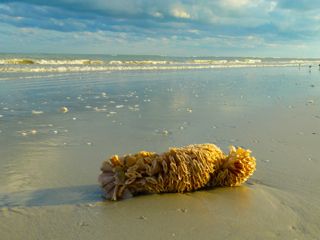 Sanibel Seashell Egg Casings | I Love Shelling