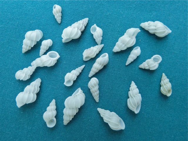 How To Find Wentletrap Shells On Sanibel | I Love Shelling