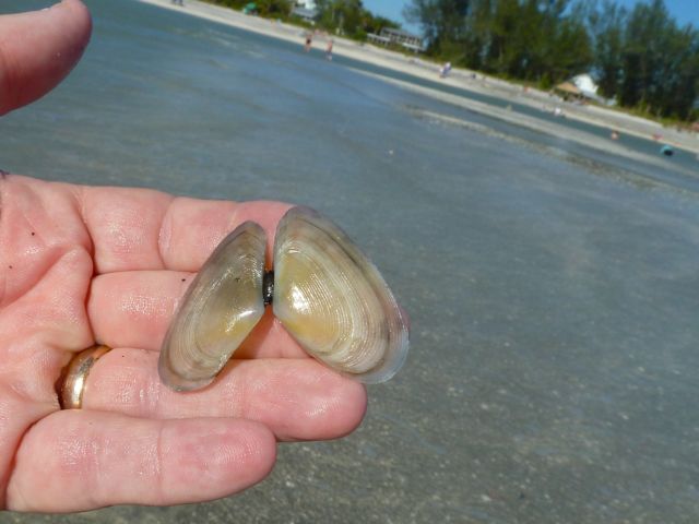 Full Moon Unveils A Moon Shell | I Love Shelling