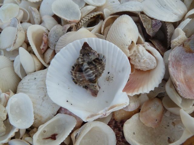Full Moon Unveils A Moon Shell | I Love Shelling