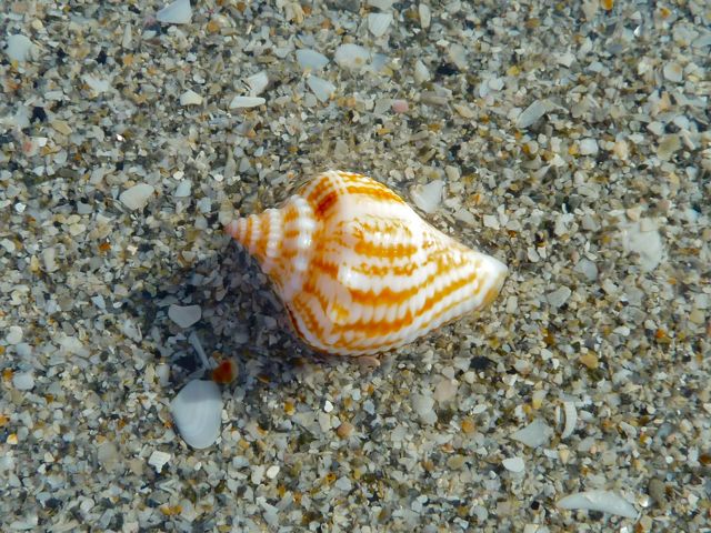 Full Moon Unveils A Moon Shell | I Love Shelling