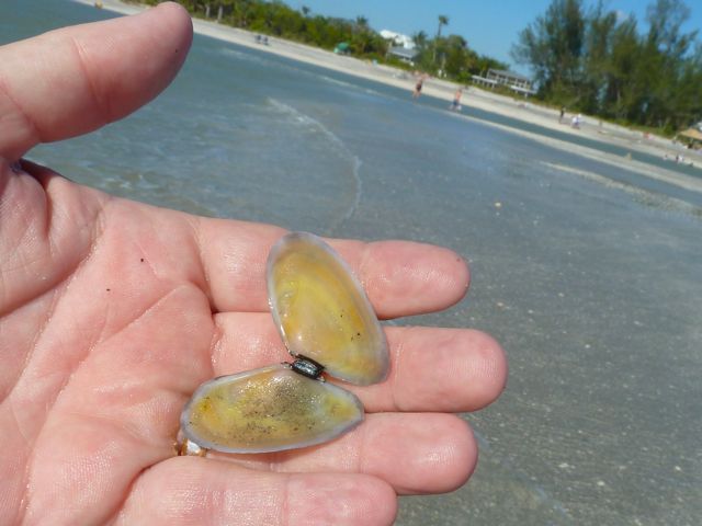 Full Moon Unveils A Moon Shell | I Love Shelling