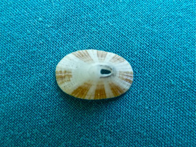 Seashells Open Your Eyes | I Love Shelling