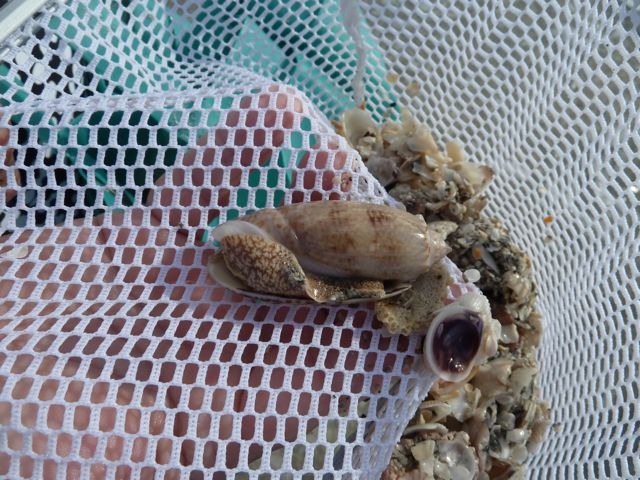 Full Moon Unveils A Moon Shell | I Love Shelling