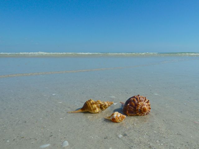 Sanibel Seashells In The Surf | I Love Shelling