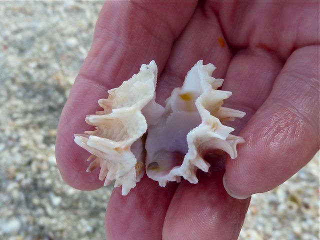 Full Moon Unveils A Moon Shell | I Love Shelling