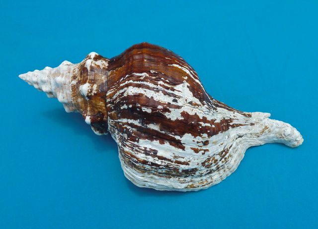 14 Inch Clean Horse Conch | I Love Shelling