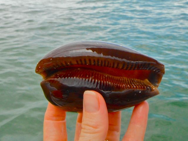 Florida Keys Atlantic Deer Cowrie | I Love Shelling