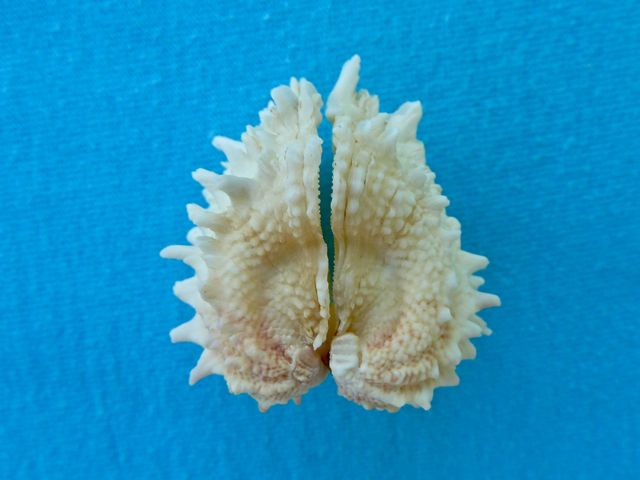 Sunsets, Seashells and Shelling Sisters | I Love Shelling