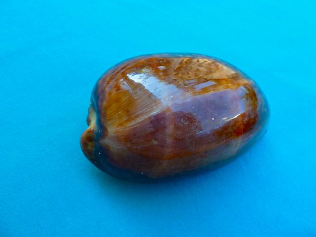 Florida Keys Atlantic Deer Cowrie | I Love Shelling