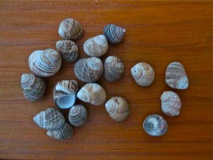 Seashells Of Sanibel And Nova Scotia | I Love Shelling