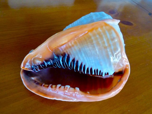 Road Trip For Seashells In The Florida Keys | I Love Shelling