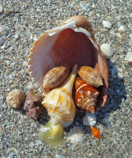 Negative Low Tides, Positive Winners! | I Love Shelling