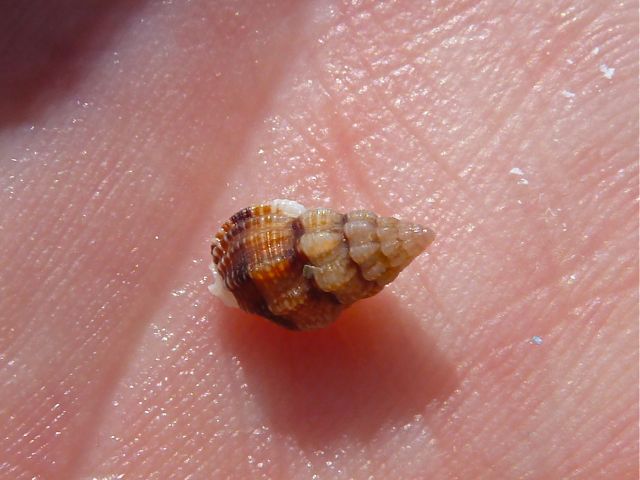 Negative Low Tides, Positive Winners! | I Love Shelling