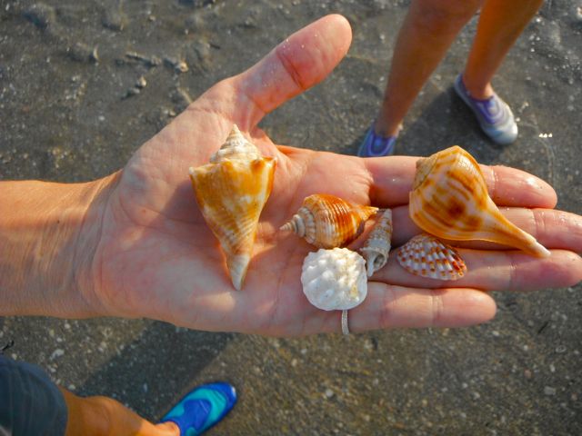 Sunsets, Seashells and Shelling Sisters | I Love Shelling