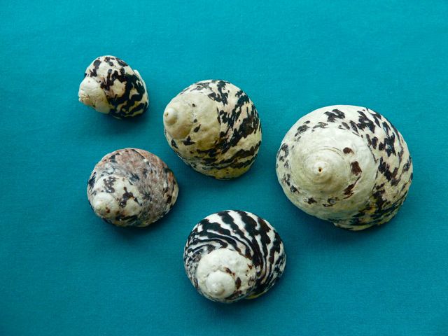 Road Trip For Seashells In The Florida Keys | I Love Shelling