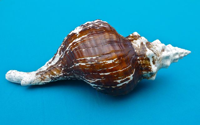 14 Inch Clean Horse Conch | I Love Shelling