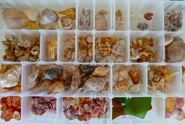 Sanibel Tweezer Sisters | I Love Shelling