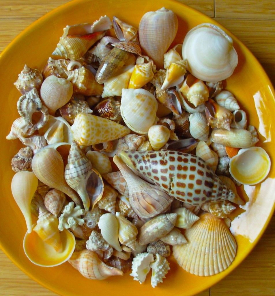 A Plate Stuffed With Shells | I Love Shelling