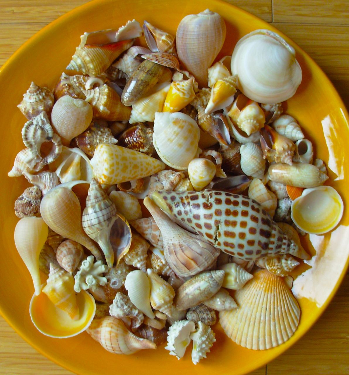 A Plate Stuffed With Shells | I Love Shelling