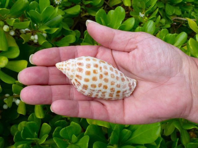A Junonia For The Heart | I Love Shelling