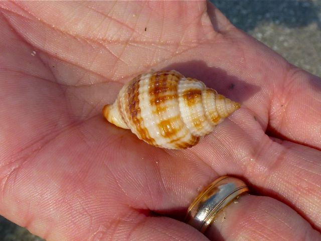 Eric nutmeg seashell Sanibel | I Love Shelling