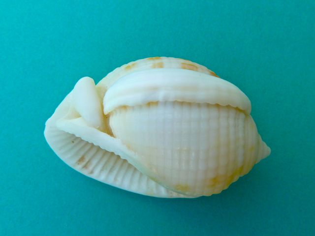 The Freaks Are Out On Sanibel! | I Love Shelling
