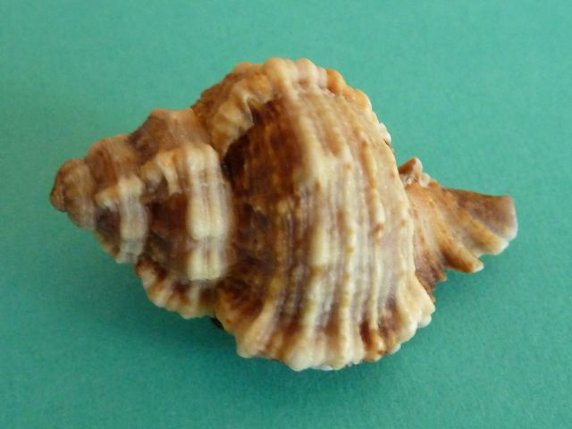 The Freaks Are Out On Sanibel! | I Love Shelling