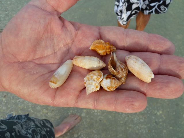 Seashell Jewelry ….. For One Day | I Love Shelling