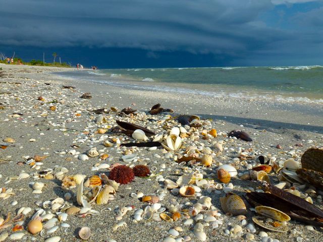 Sanibel shells in dark sky | I Love Shelling